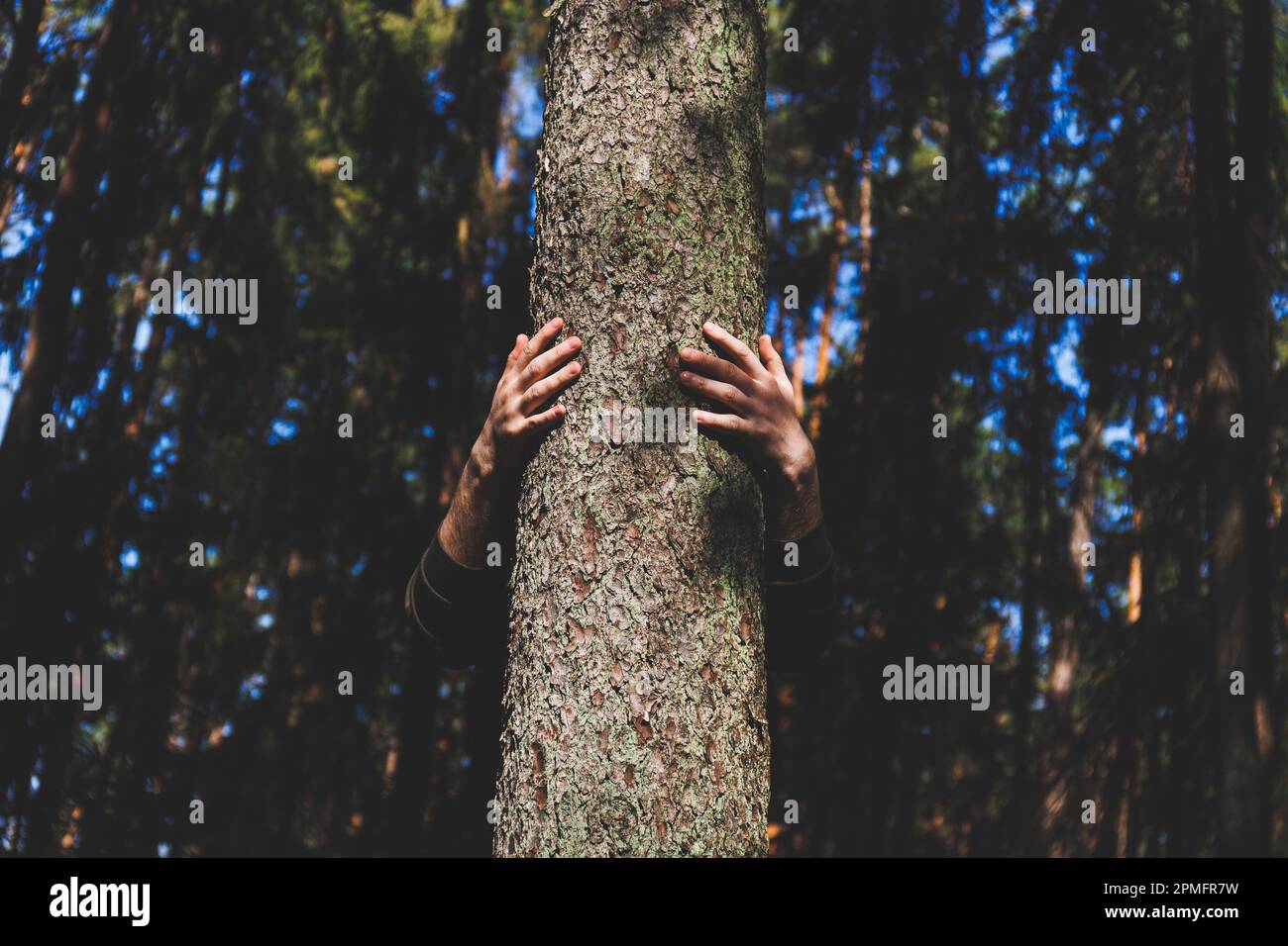 Human hug a tree in the dramatic light at the forest. Nature love ...