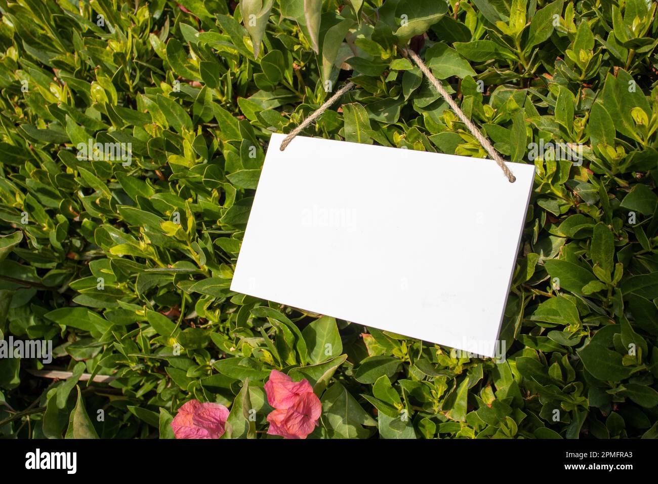 white hanging picture sign hanging on a hedge of green and pink flowers ...