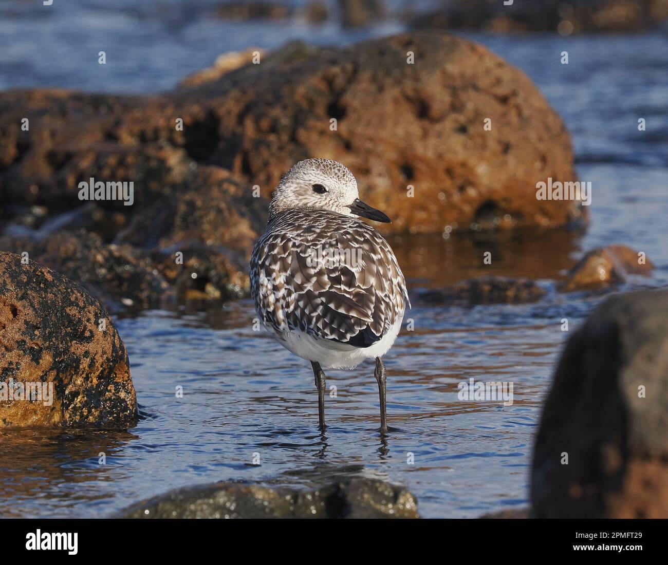 Large territories on breeding grounds hi-res stock photography and ...