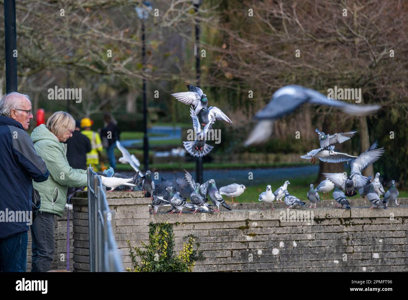 People feeding wild pigeons in a park in Newquay in Cornwall in the UK ...