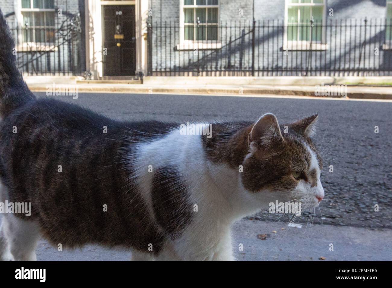 London, England, UK. 13th Apr, 2023. UK Prime Minister's office's cat ...