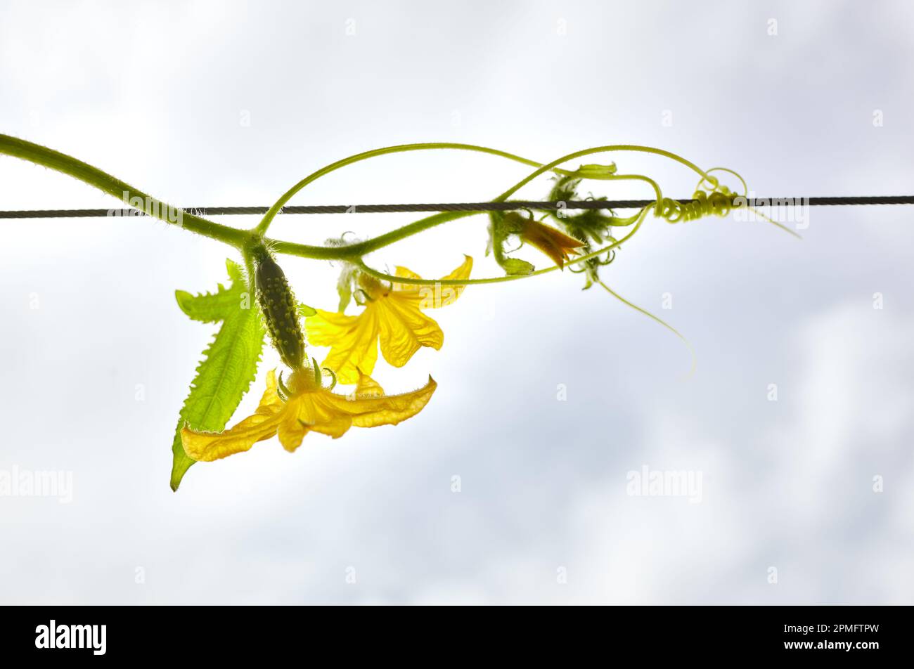 Natural cucumber grows in a greenhouse. Growing fresh vegetables on sky ...