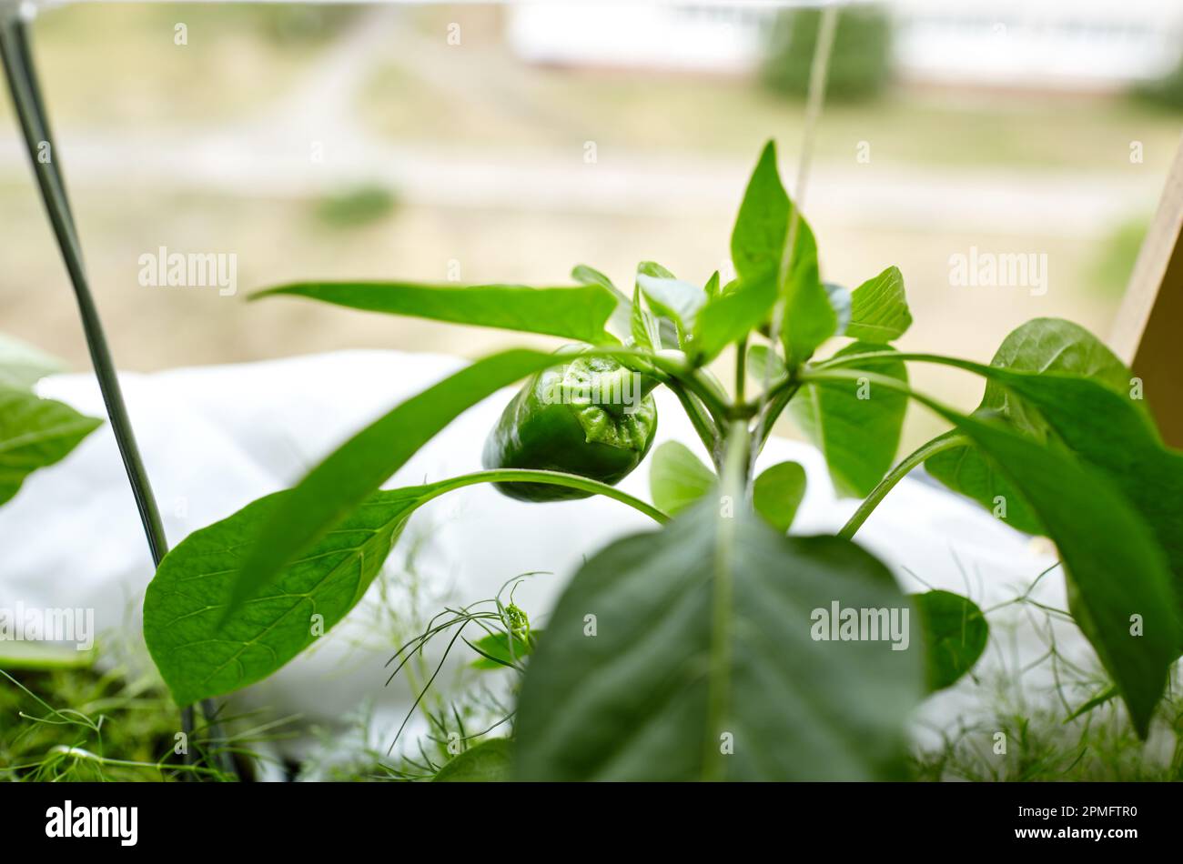 Green peppers grows in a greenhouse. Growing fresh vegetables at farm Stock Photo - Alamy