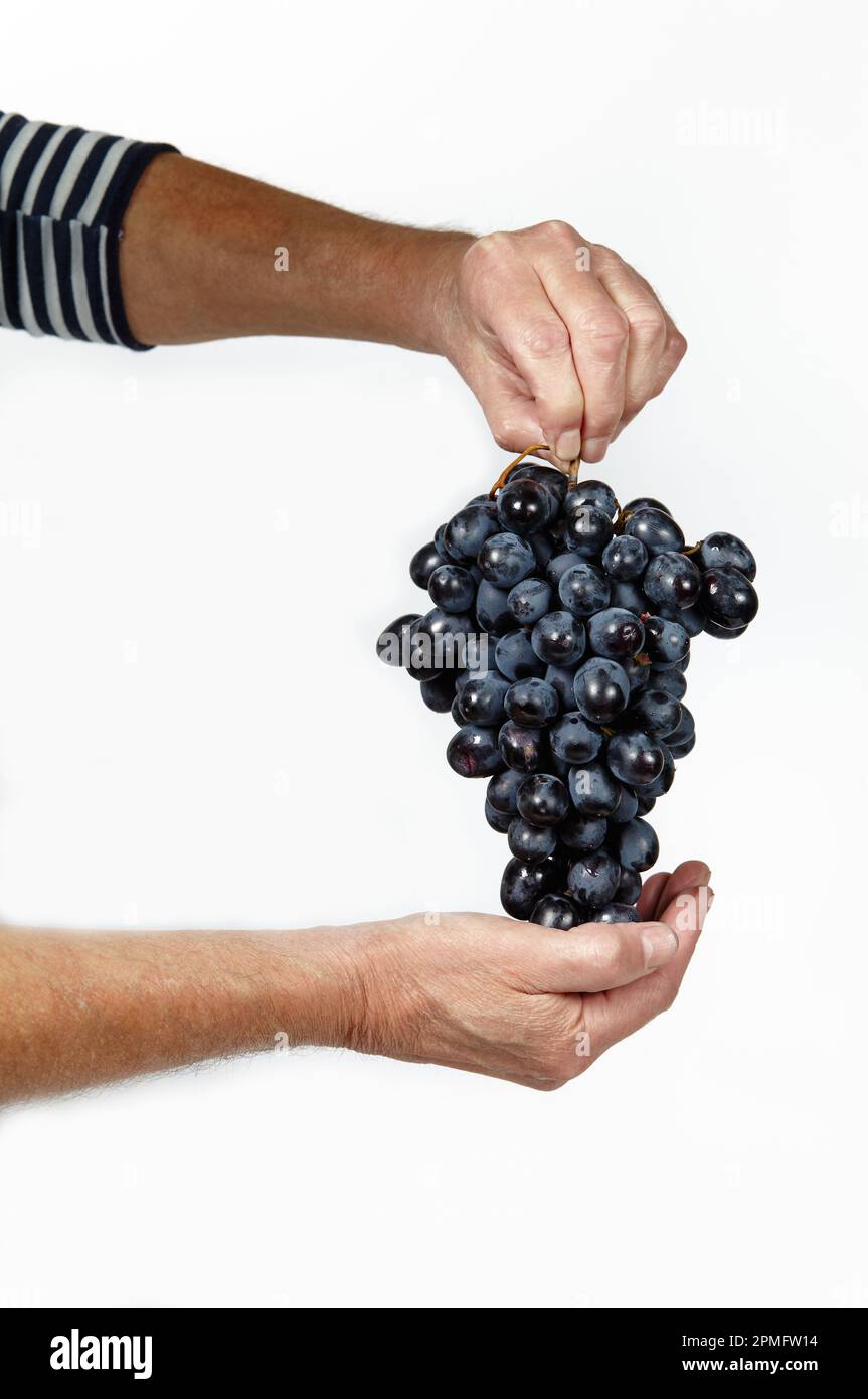 Men's hand holding a bunch of grapes isolated white background. Branch of ripe blue grape, space ...