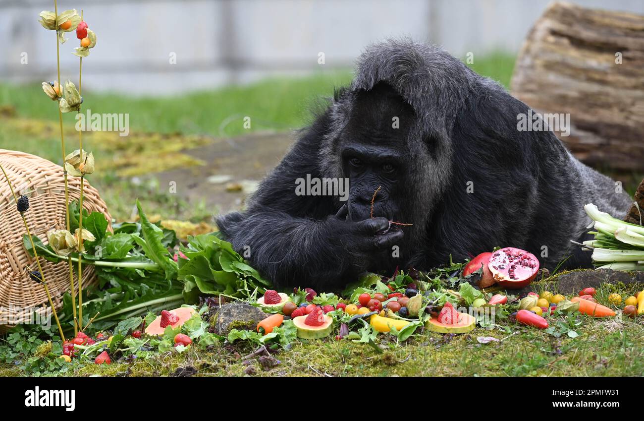 Oldest gorilla lady hi-res stock photography and images - Alamy