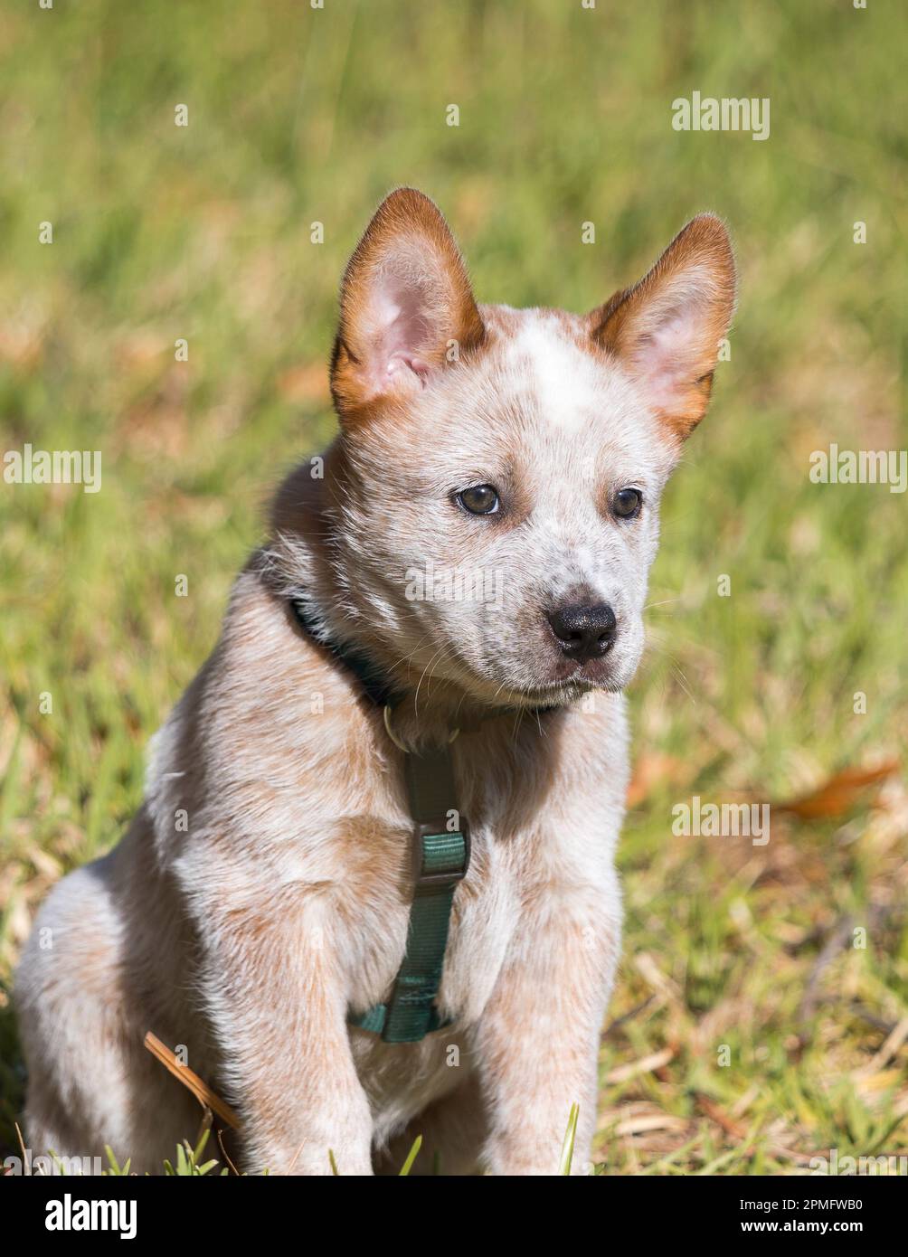 A red Australian Cattle Dog (Red Heeler) puppy sitting outside with a harness on looking ...