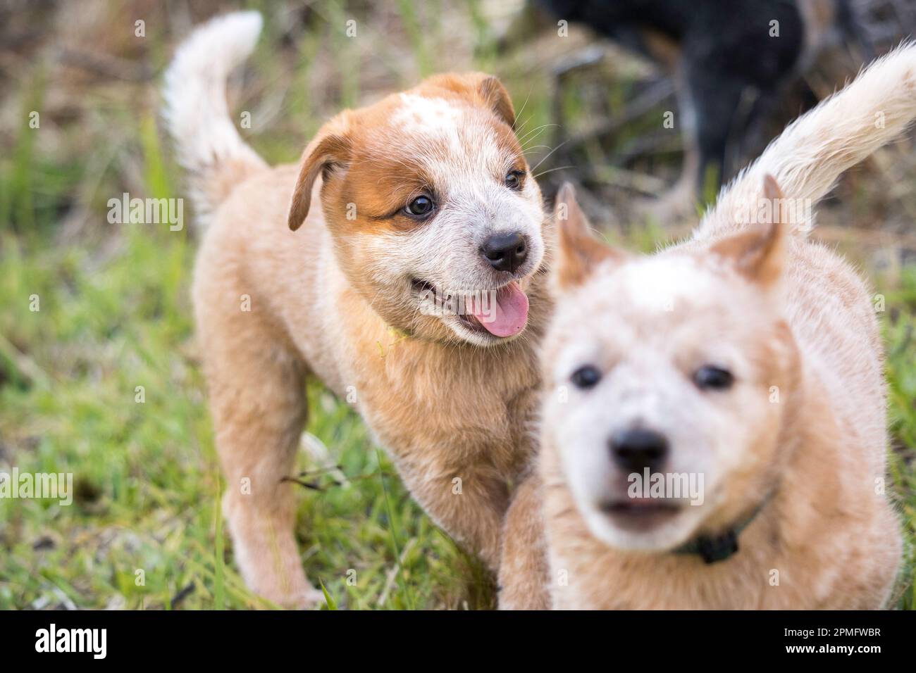 Working heeler run hi-res stock photography and images - Alamy