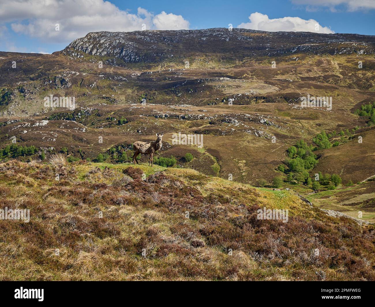 roe deer stag standing in the rough landscape of the scottish highlands ...