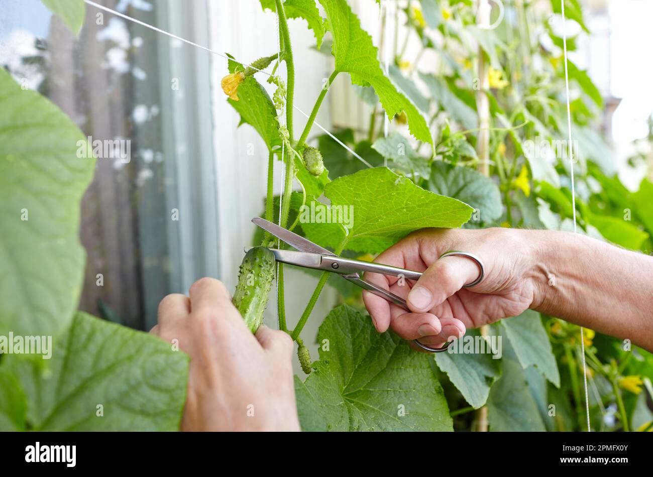 Men's hands harvests cuts the cucumber with scissors. Farmer man ...