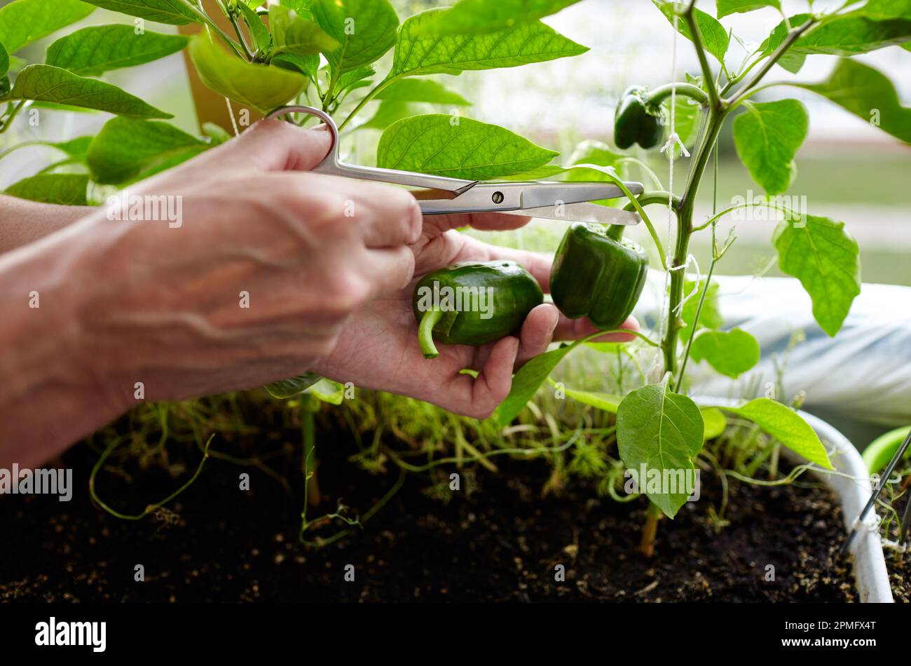 Men's hands harvests cuts the green peppers with scissors. Farmer man ...
