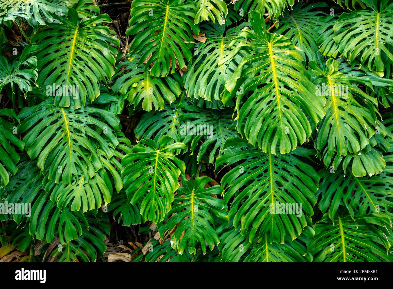 Tropical Rainforest Leaves