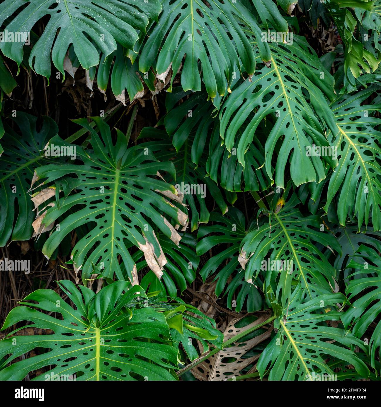 Green Tropical Leaves of Exotic Plant Growing in Wild. Tropical ...