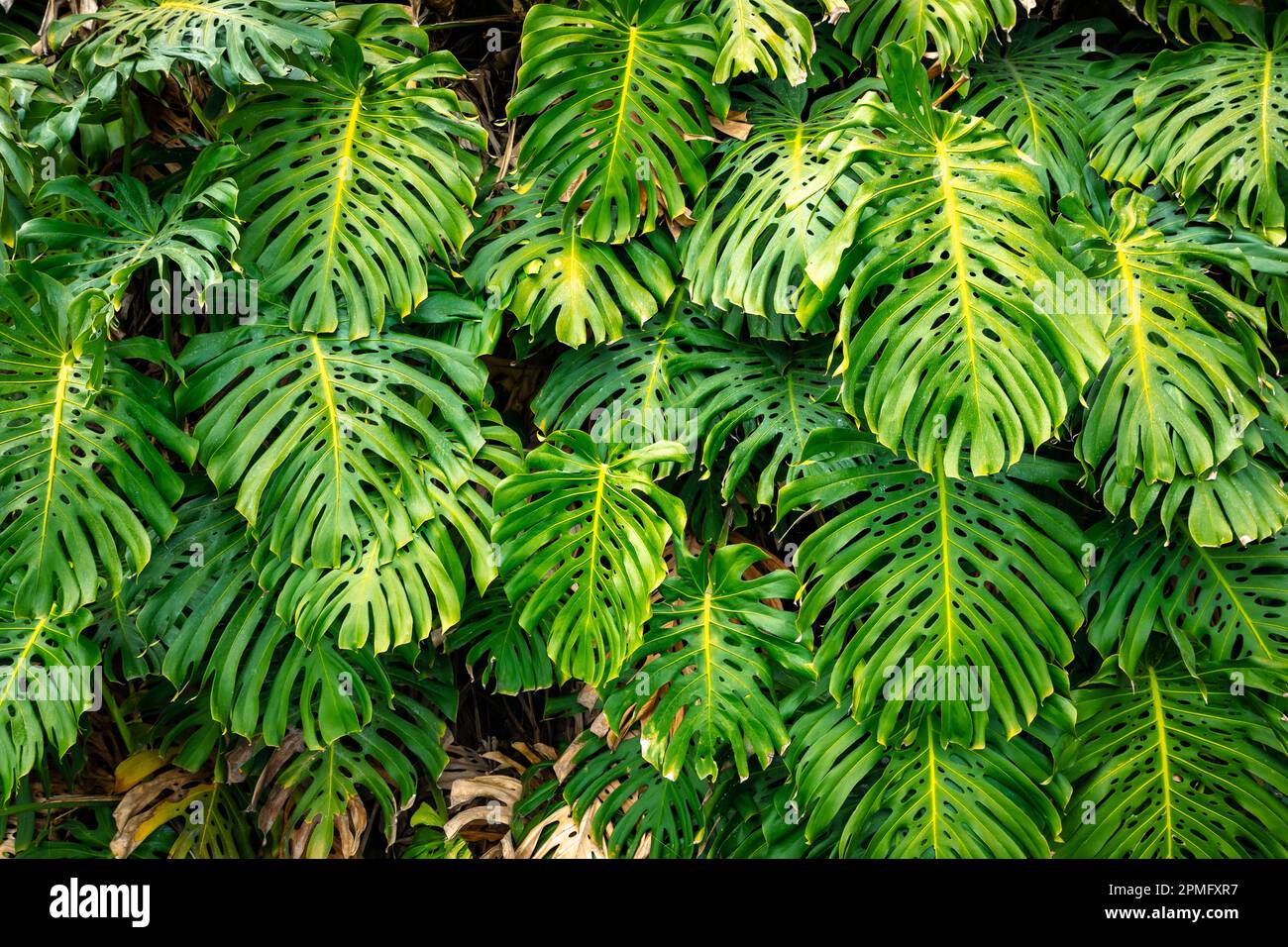 Green Tropical Leaves of Exotic Plant Growing in Wild. Tropical ...