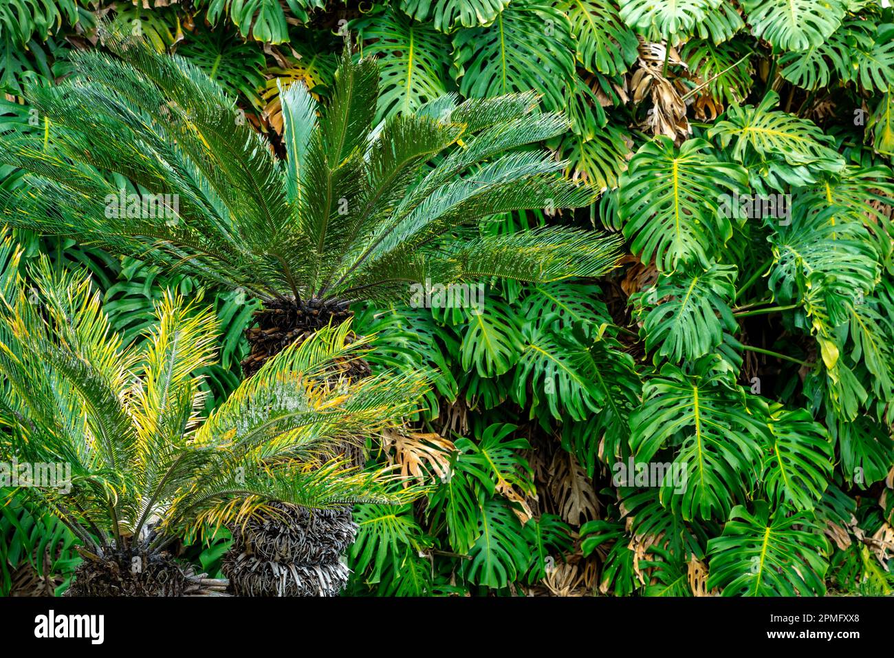 Green Tropical Leaves of Exotic Plant Growing in Wild. Tropical ...
