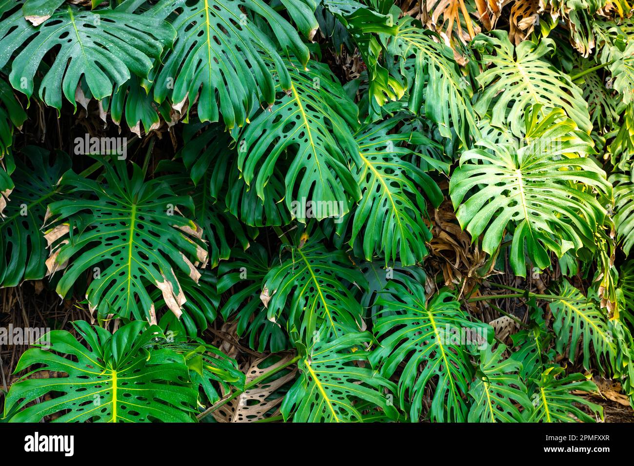 Green Tropical Leaves of Exotic Plant Growing in Wild. Tropical ...