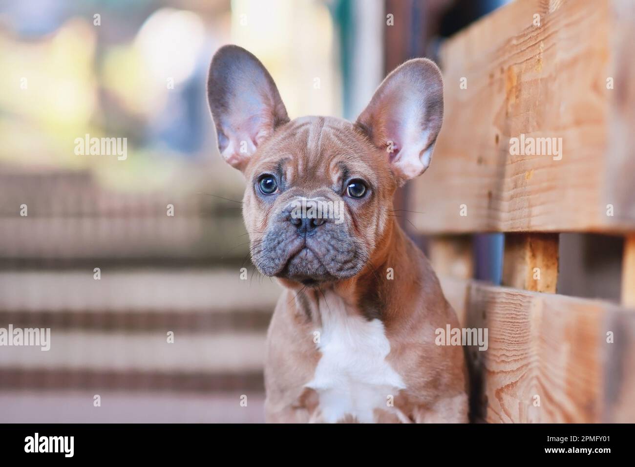Small red puppy beautiful hi-res stock photography and images - Alamy