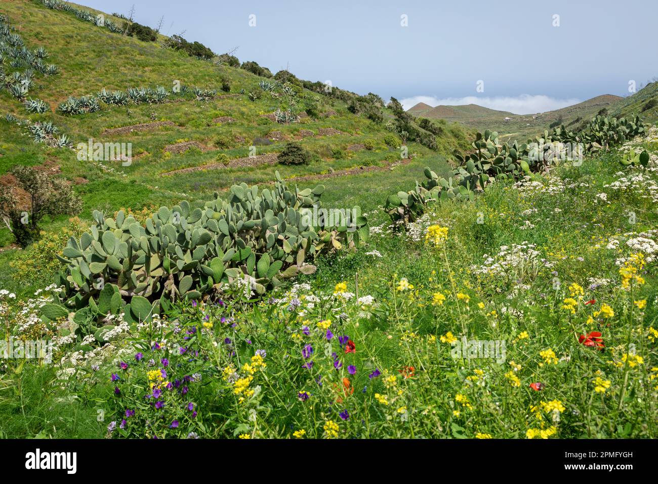 El Hierro Island. Green Volcanic Hills near Villa de Valverde at El ...