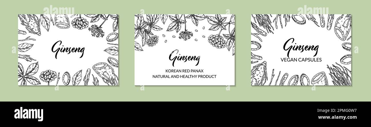 Ginseng horizontal design. Hand drawn botanical vector illustration in ...