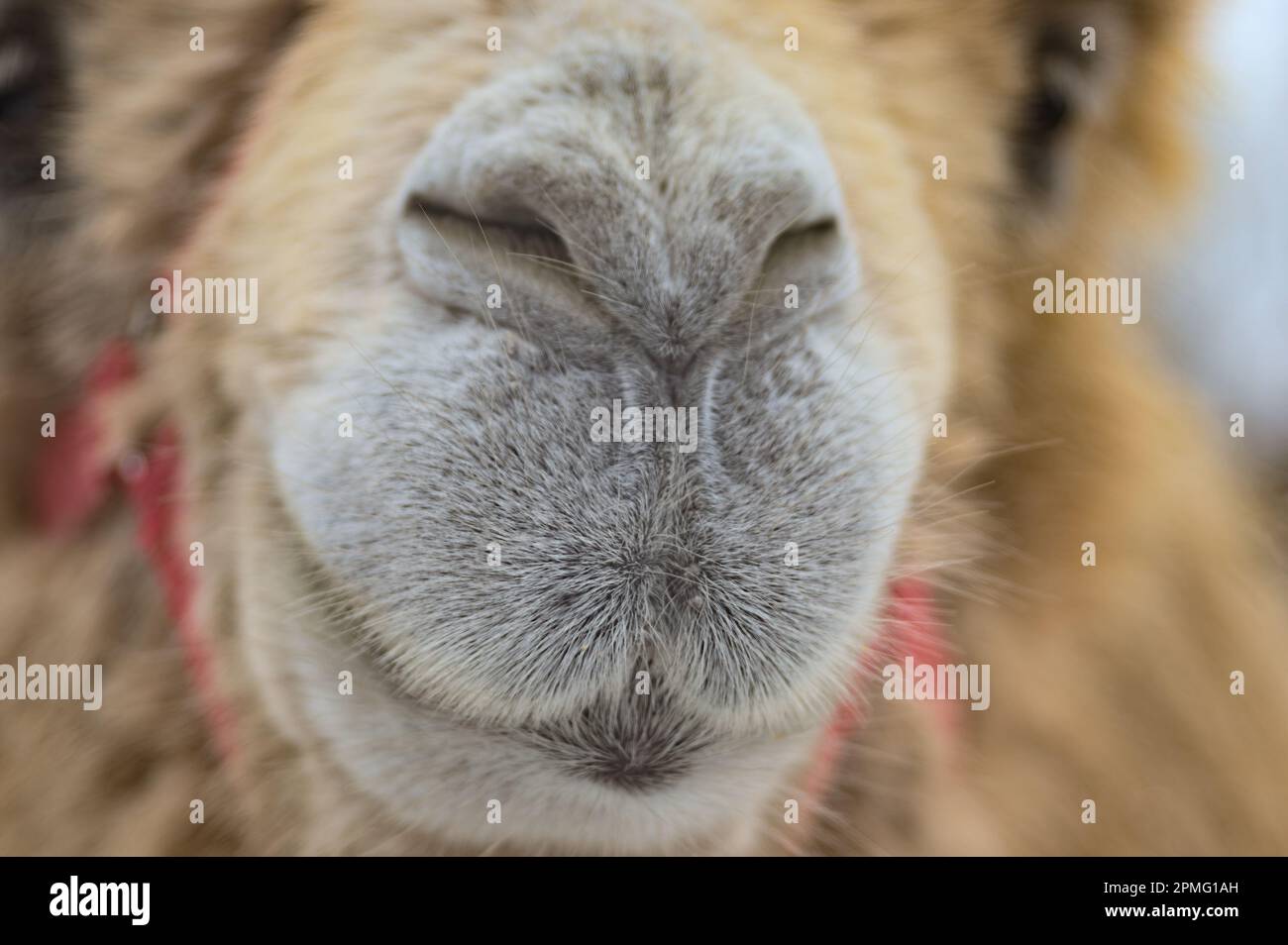 The nose of a camel in close-up. Gray and brown color Stock Photo - Alamy