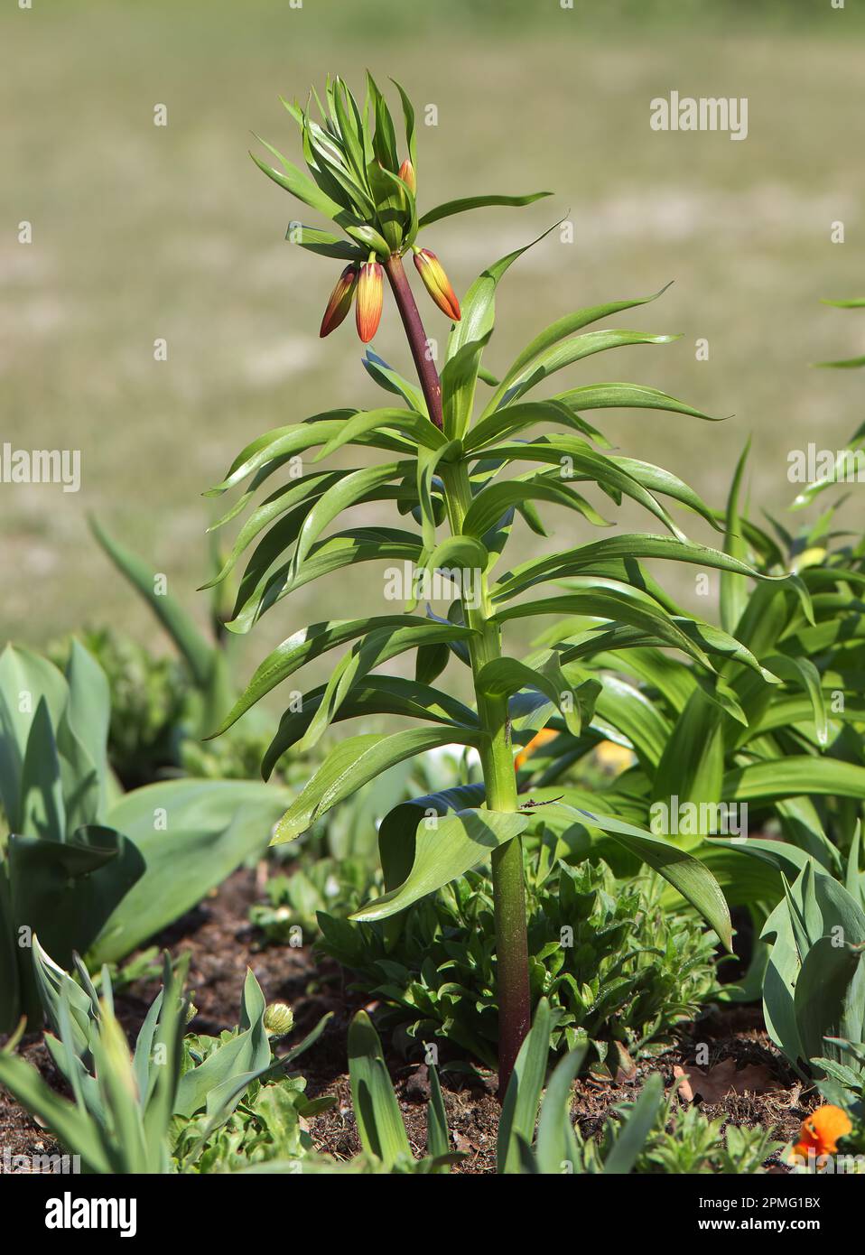 Fritillaria imperialis with still closed flowers in the park, the plant ...