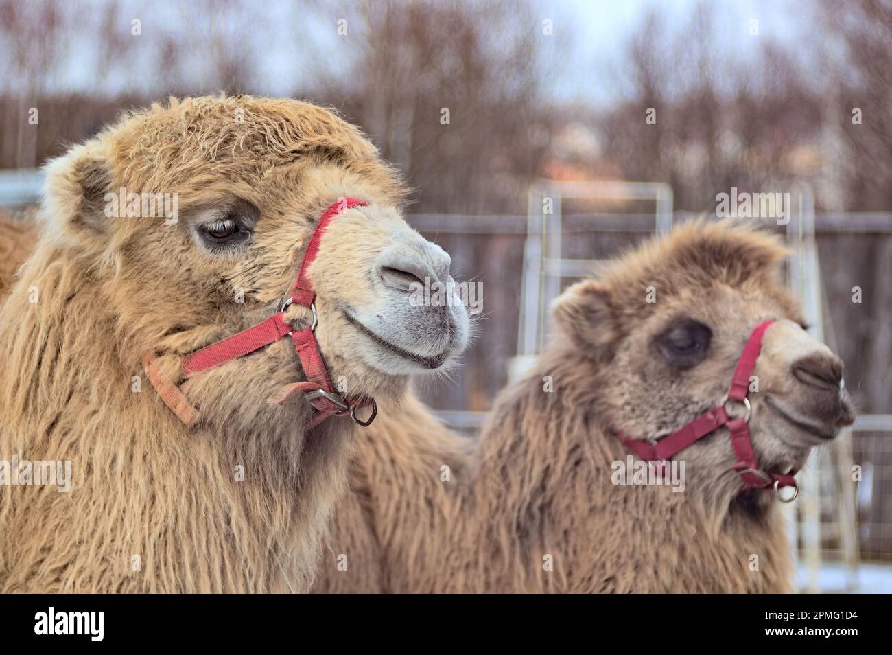 Portrait of a pair of camels together. Close-up Stock Photo - Alamy