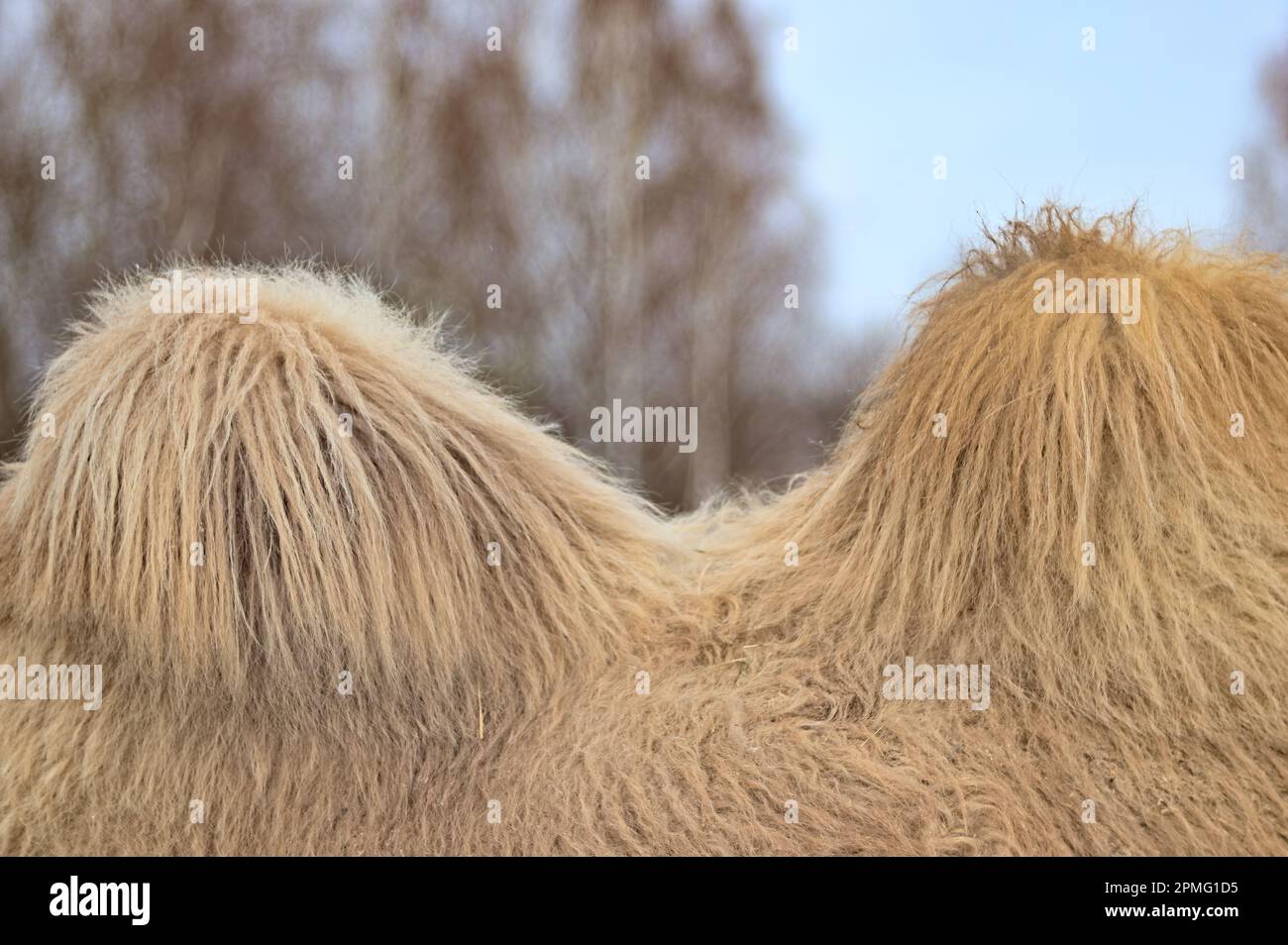 Camelback transport hi-res stock photography and images - Alamy