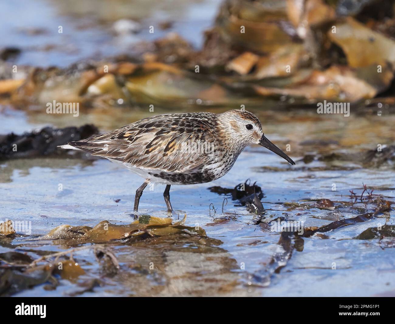 During breeding dunlin will sit on prominent rocks to sing, here within ...