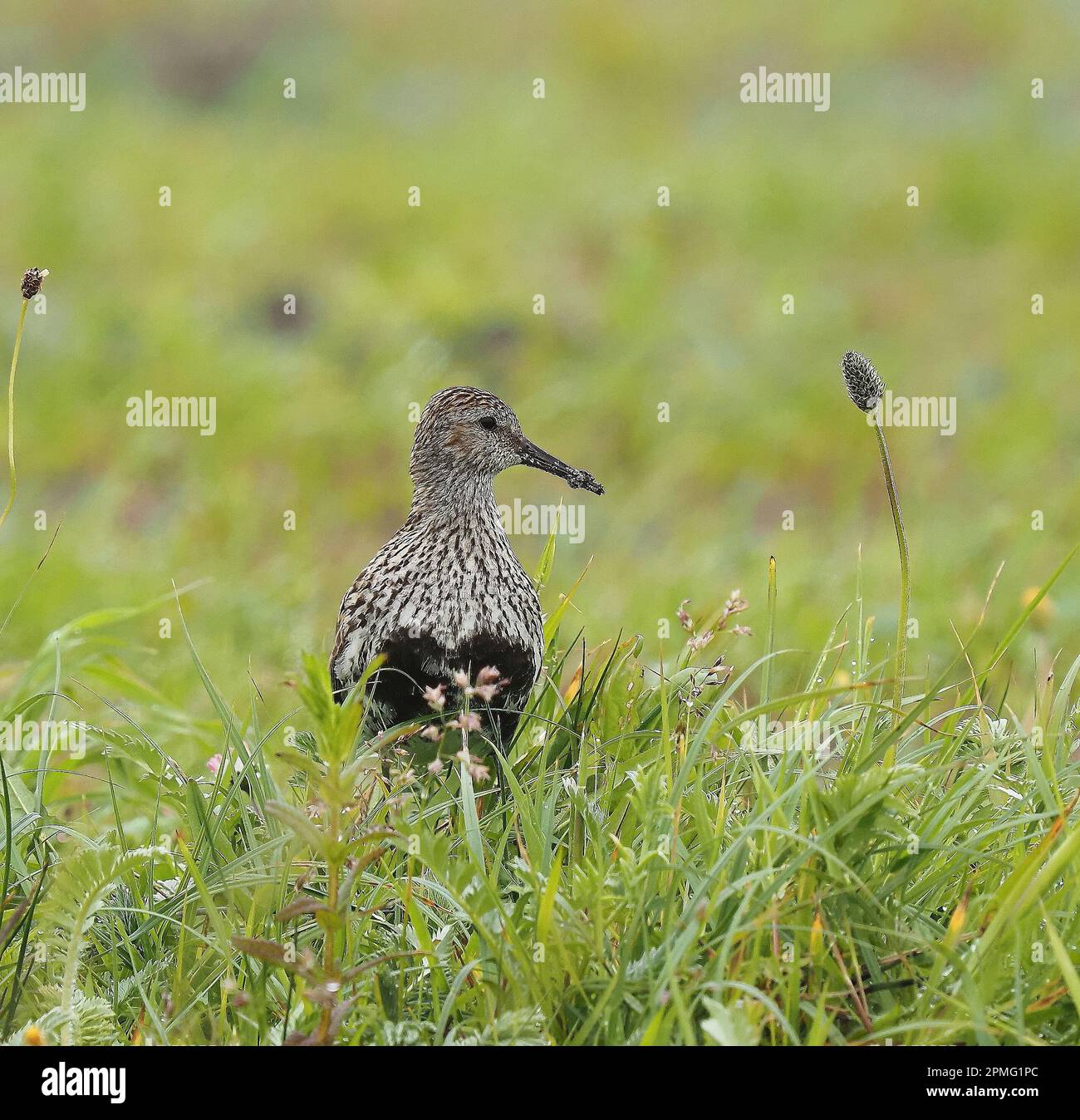 During breeding dunlin will sit on prominent rocks to sing, here within ...