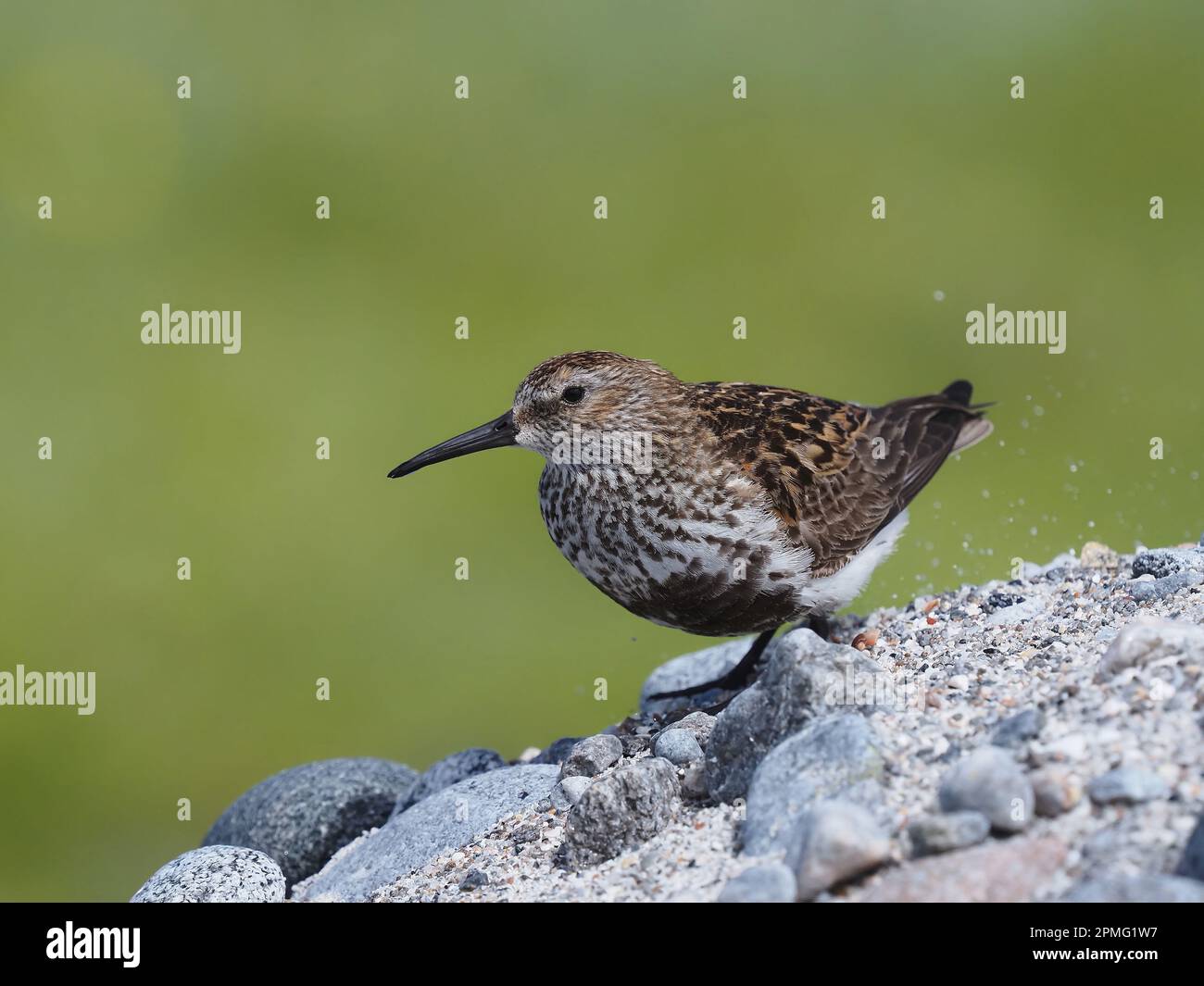 During breeding dunlin will sit on prominent rocks to sing, here within ...