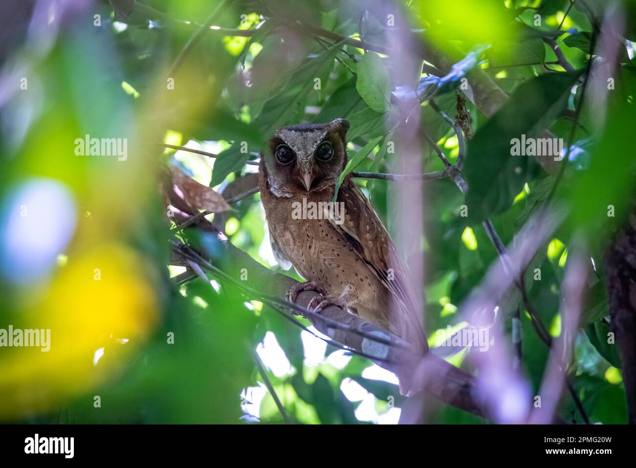Owl conservation efforts hi-res stock photography and images - Alamy