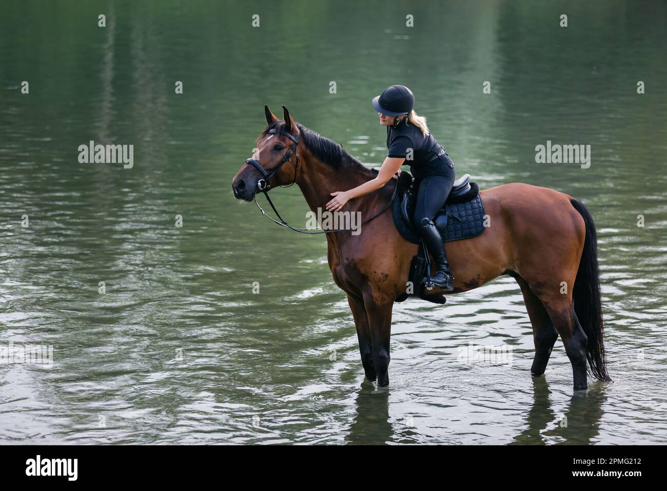 Female horseback rider in a black jockey outfit riding a chestnut horse ...