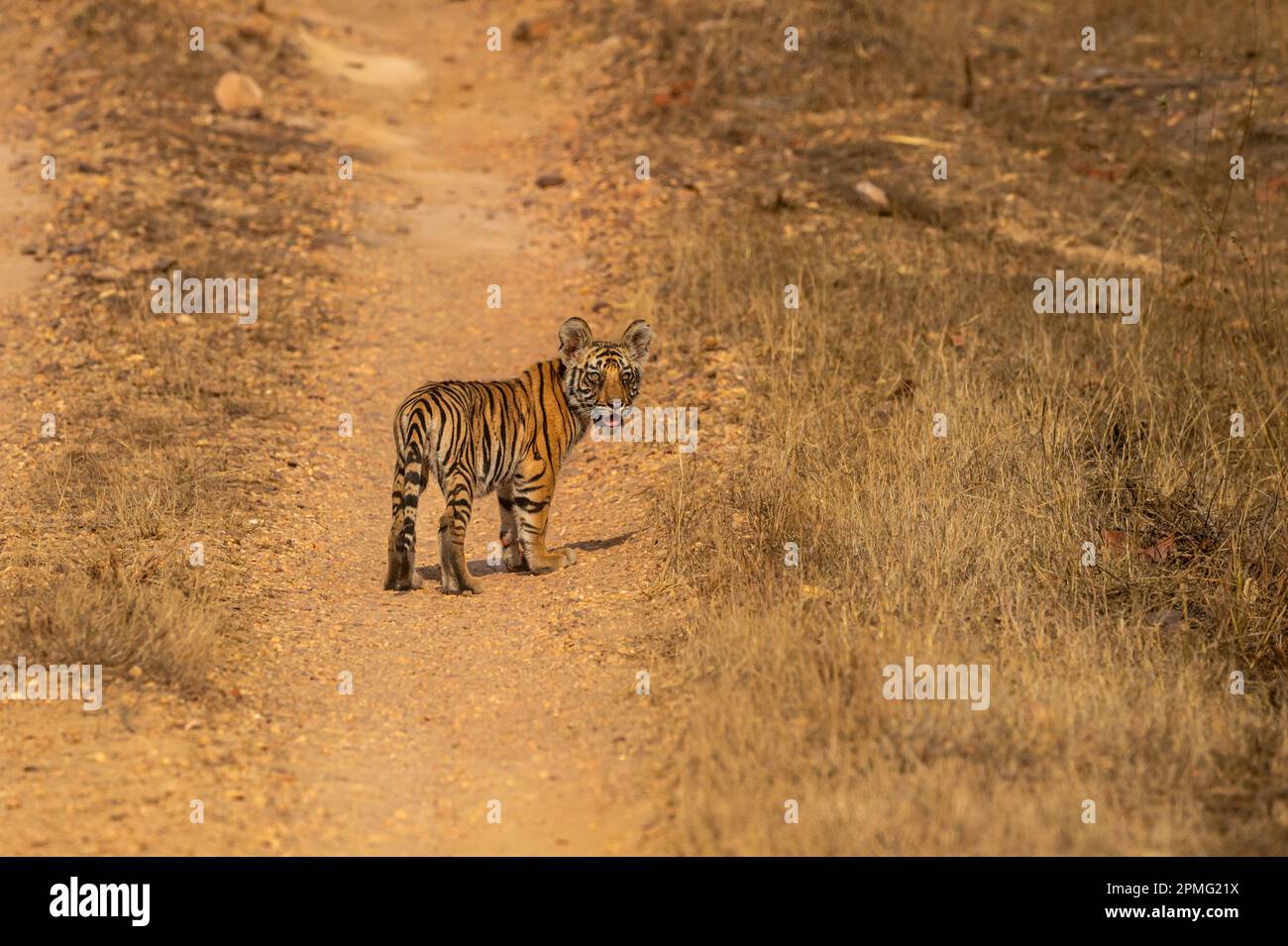 wild bengal tiger or panthera tigris cute little bold tiny cub closeup ...
