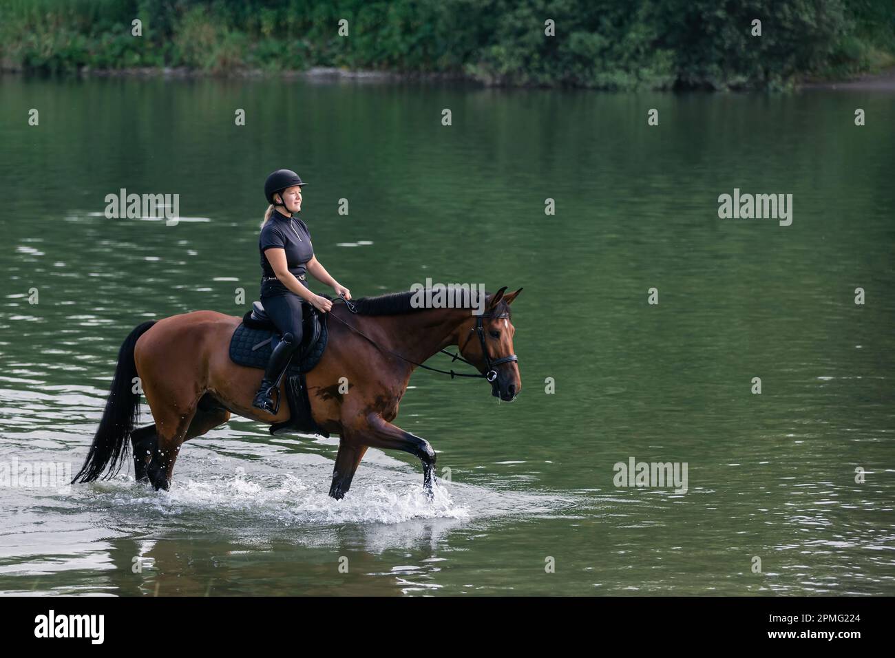 Female horseback rider in a black jockey outfit riding a chestnut horse ...