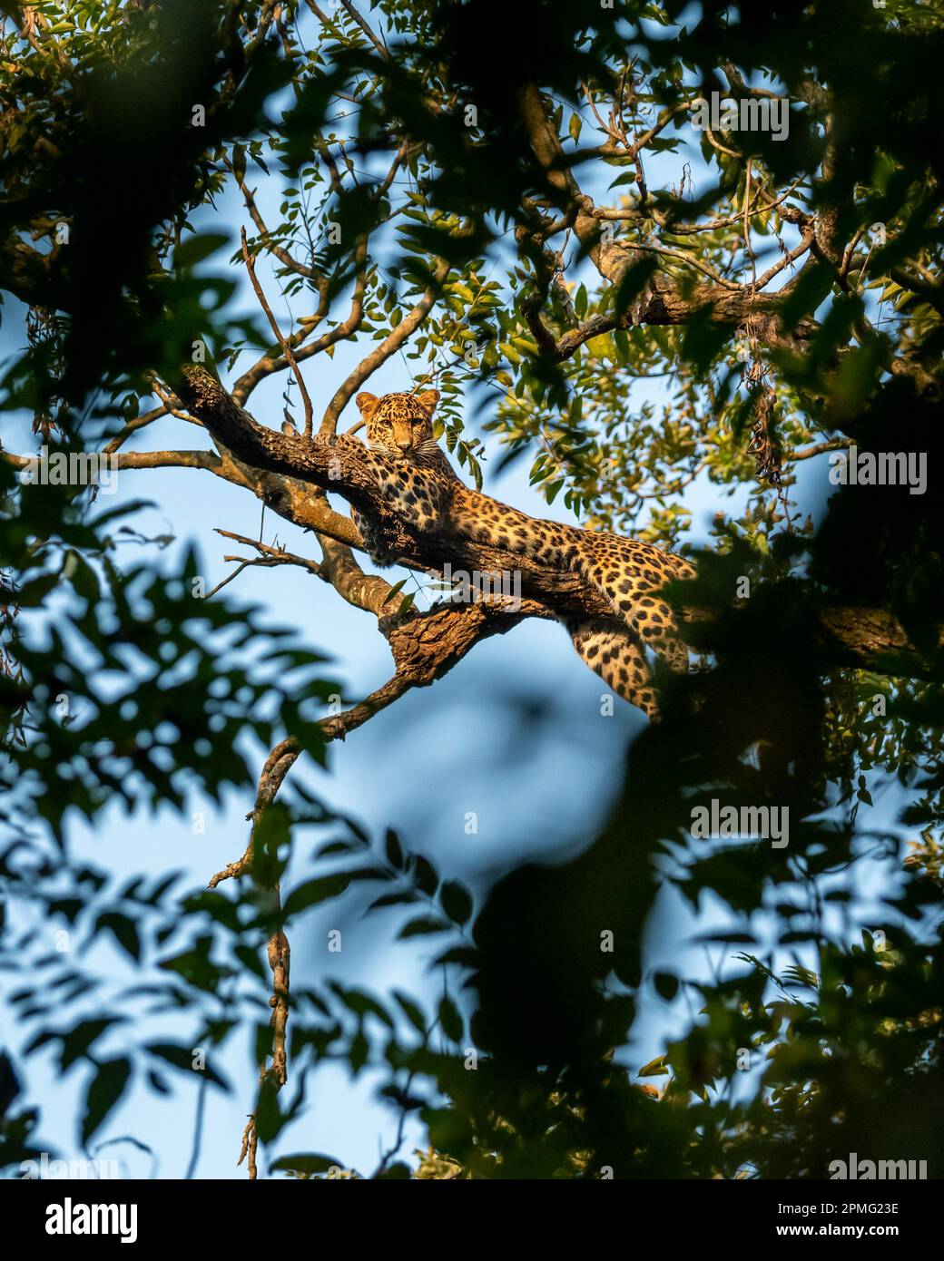 wild male leopard or panther or panthera pardus fusca with eye contact ...
