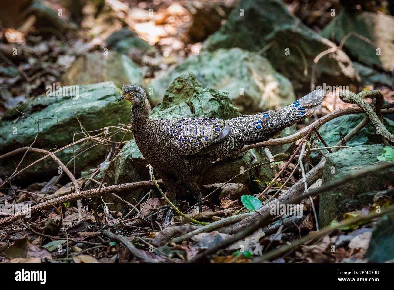 Bird, Grey Peacock-Pheasant ( Polyplectron bicalcaratum ), Birds on ...