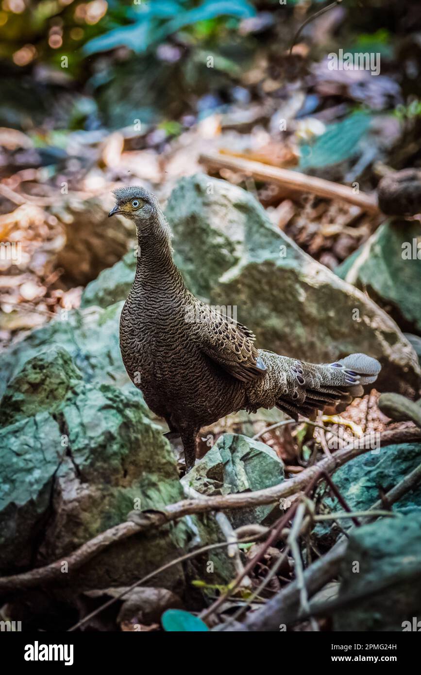 Bird, Grey Peacock-Pheasant ( Polyplectron bicalcaratum ), Birds on ...