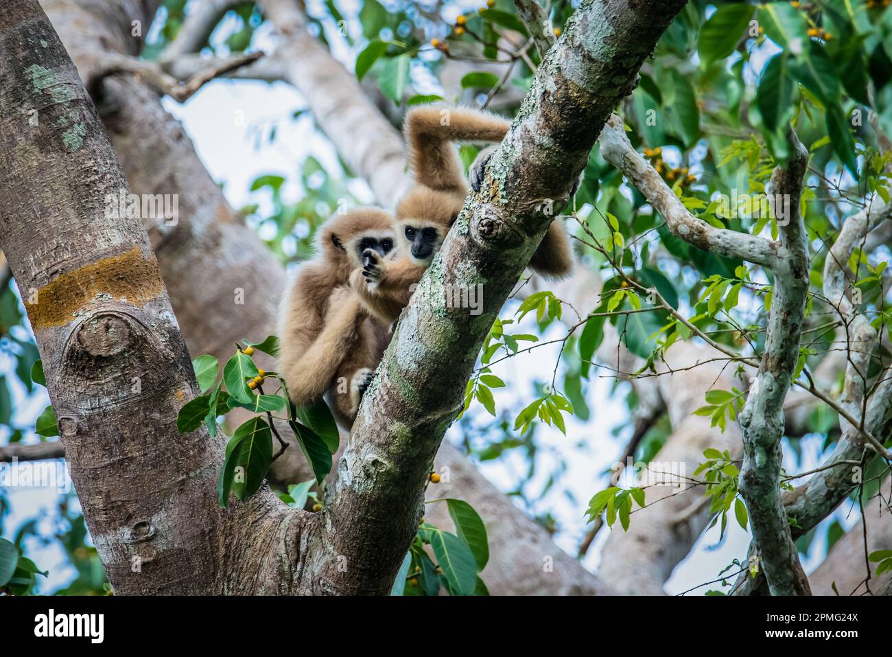 White Handed Gibbon, Lar Gibbon Stock Photo - Alamy