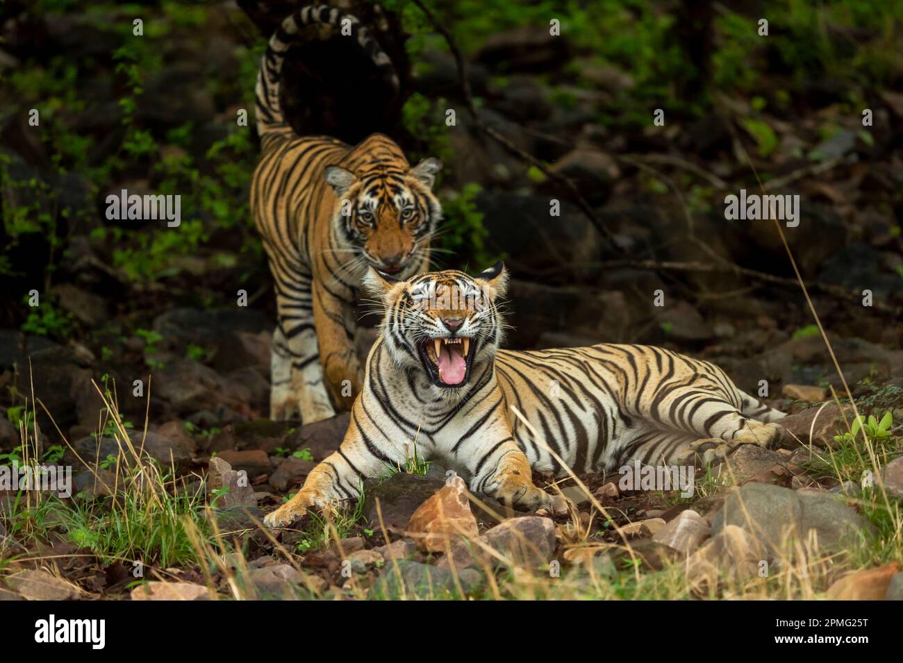 eye level shot of mother wild female bengal tiger or panthera tigris ...