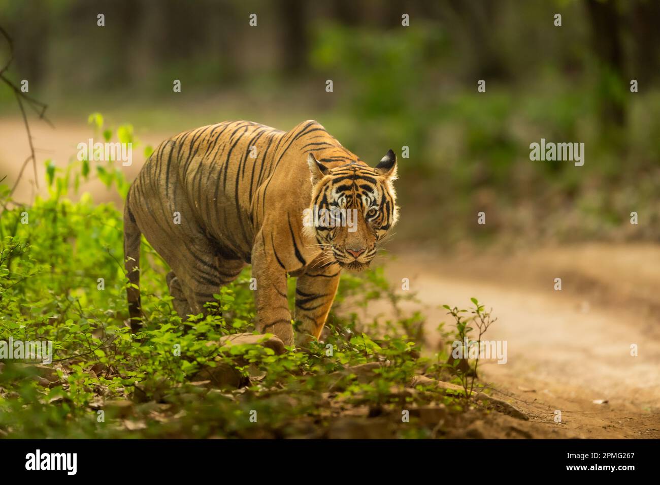 eye level shot of wild male bengal tiger or panthera tigris portrait in ...