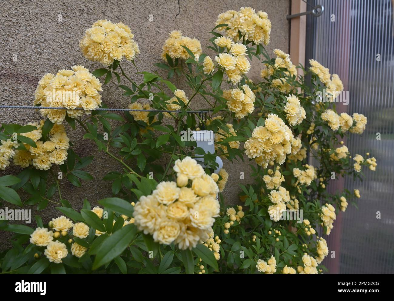 Olomouc, Czech Republic. 13th Apr, 2023. Preparation prior to oldest ...
