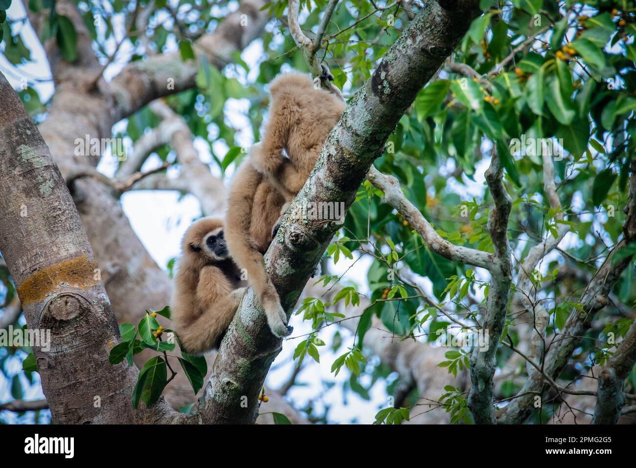 Gibbon classification hi-res stock photography and images - Alamy