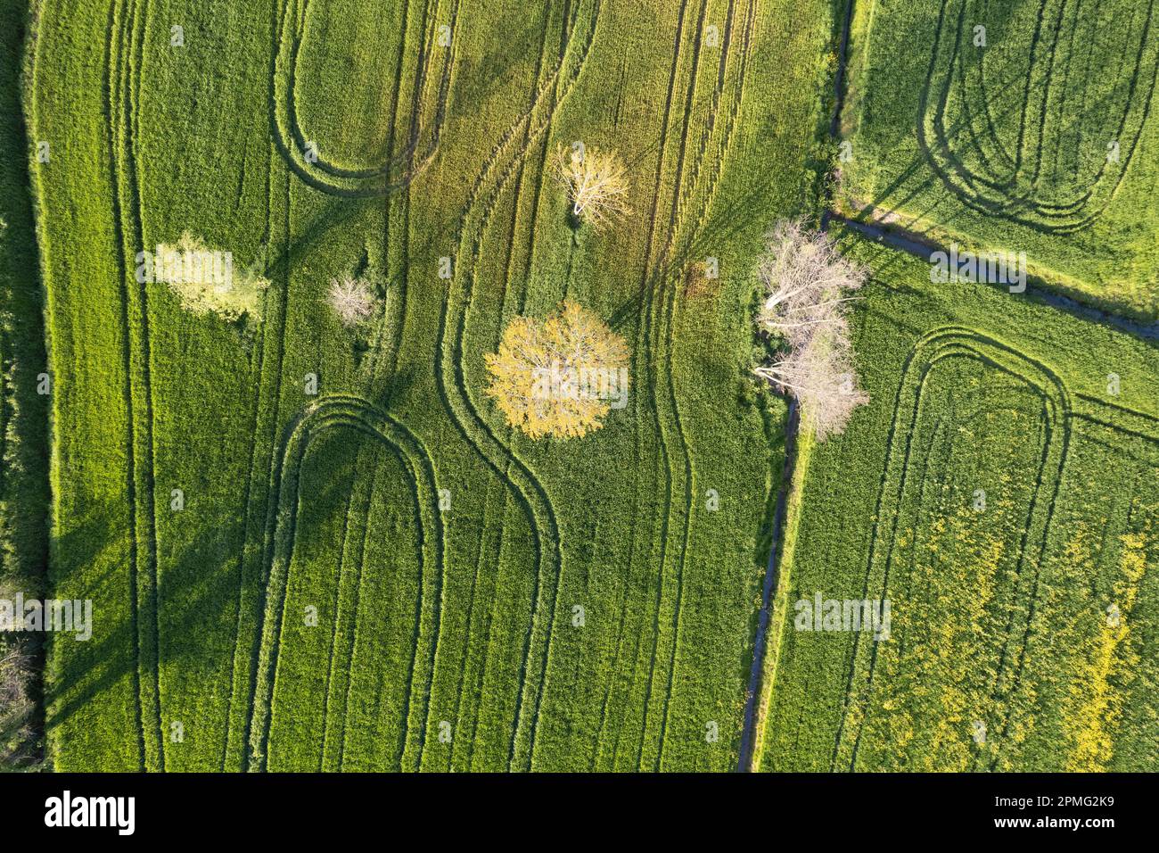 Aerial photographic documentation of the green color of wheat in spring ...