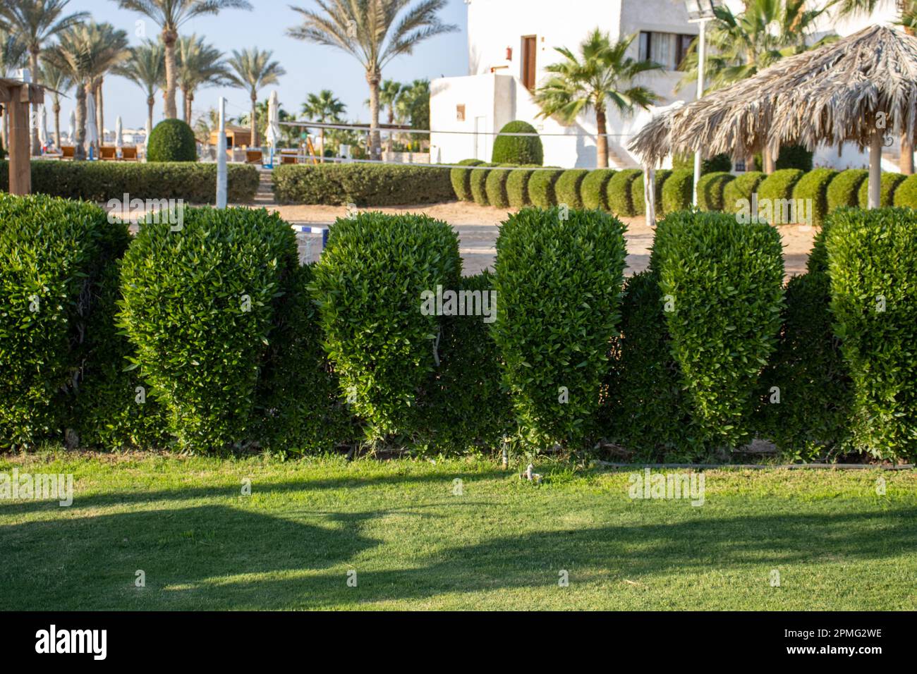 SHARM EL SHEIKH, EGYPT - JANUARY 27, 2023 Labranda Sharm Club topiary ...