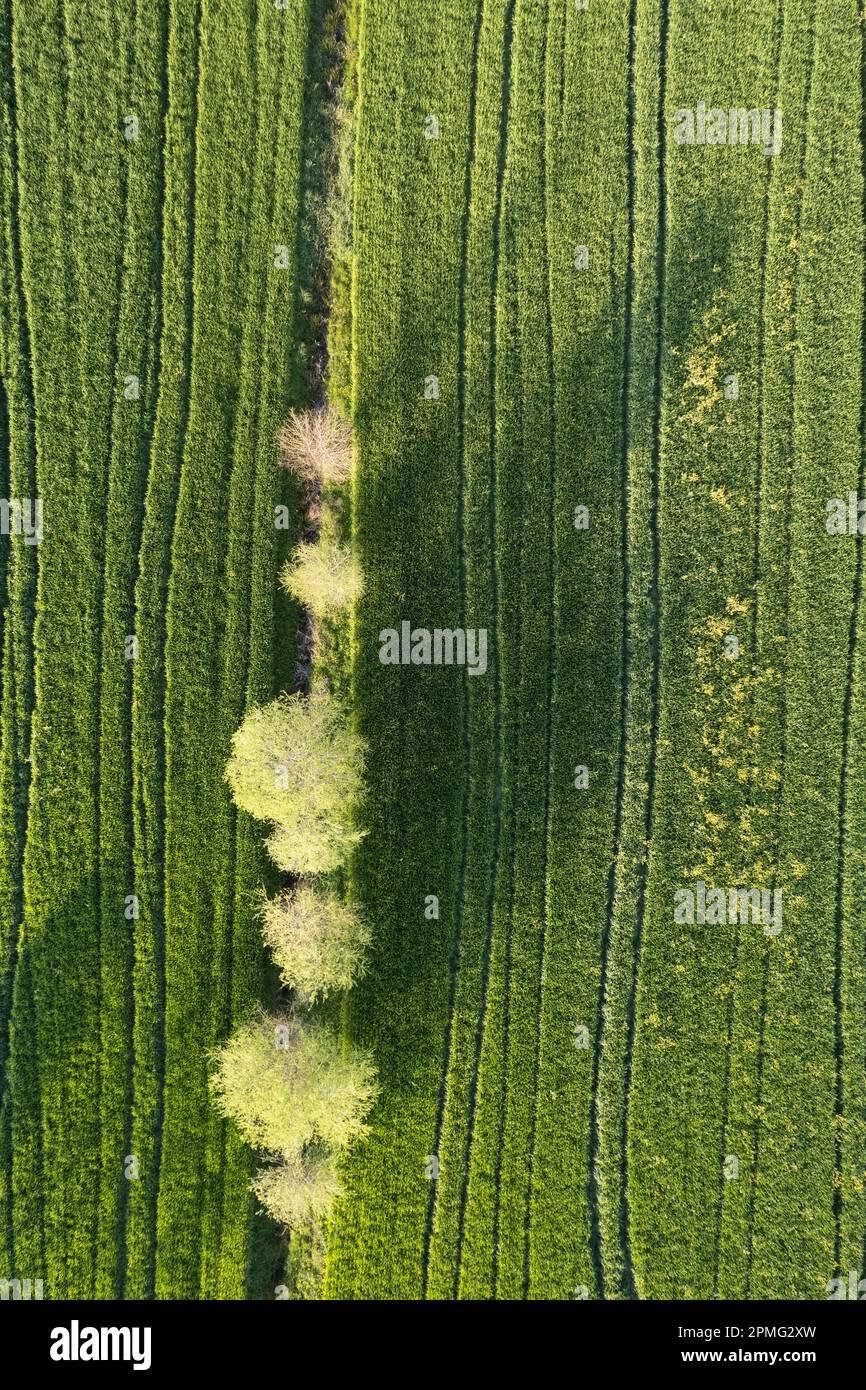 Aerial photographic documentation of the green color of wheat in spring ...