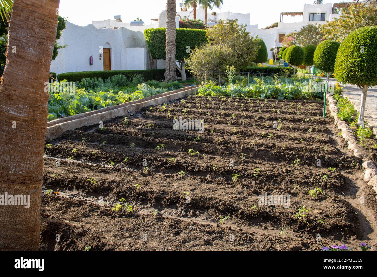SHARM EL SHEIKH, EGYPT - JANUARY 28, 2023 Labranda Sharm Club ...