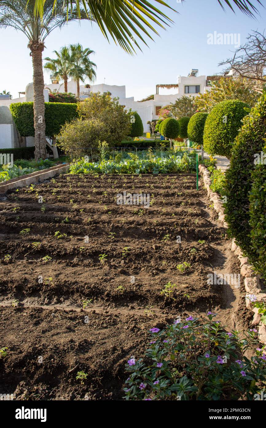 SHARM EL SHEIKH, EGYPT - JANUARY 28, 2023 Labranda Sharm Club ...