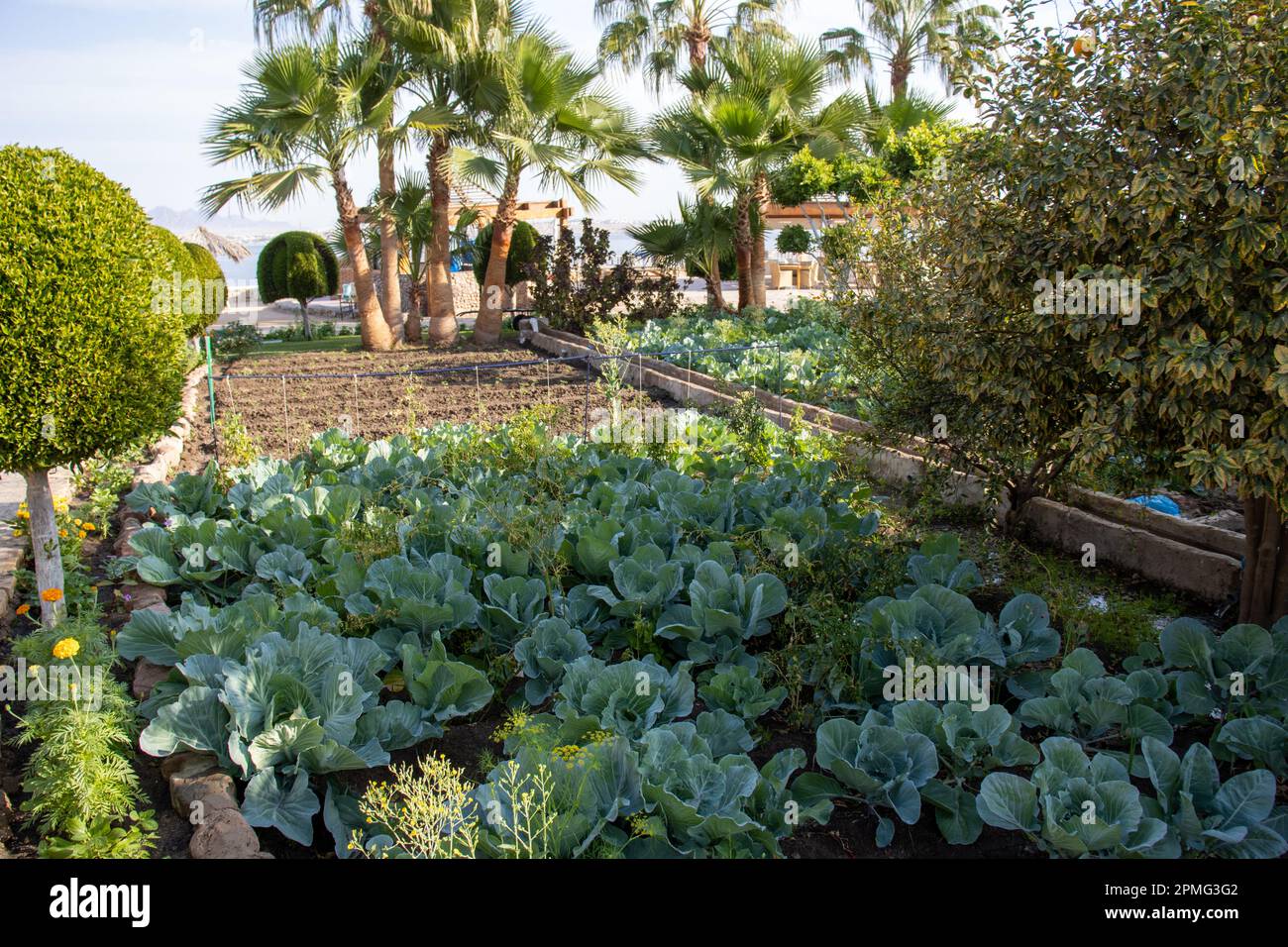 SHARM EL SHEIKH, EGYPT - JANUARY 28, 2023 Labranda Sharm Club ...