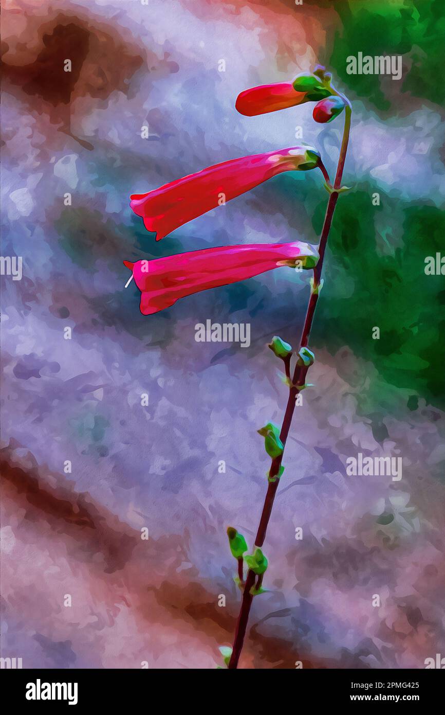 Digitally created watercolor painting of Cardinal Penstemon cardinalis ...