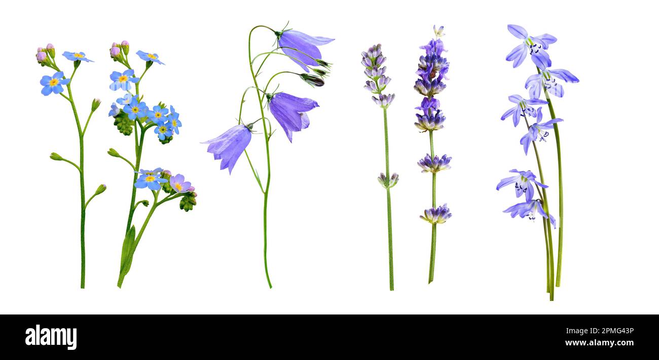 Set of wild flowers isolated on white background Stock Photo - Alamy