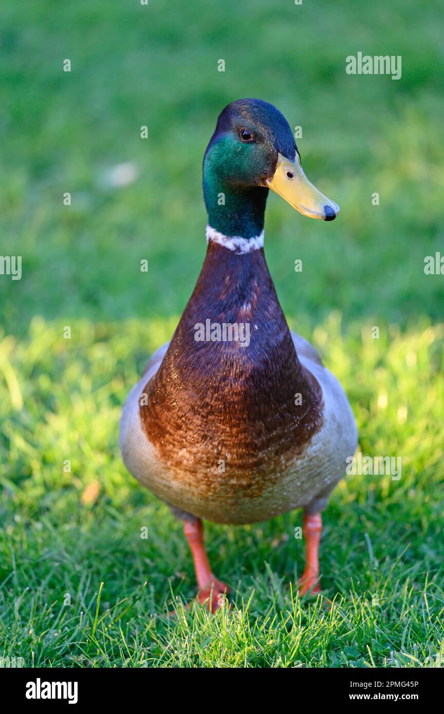 Mallard standing on grass hi-res stock photography and images - Alamy
